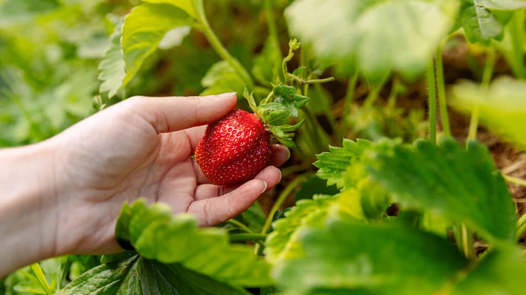 Strawberry substrates - Klasmann-Deilmann