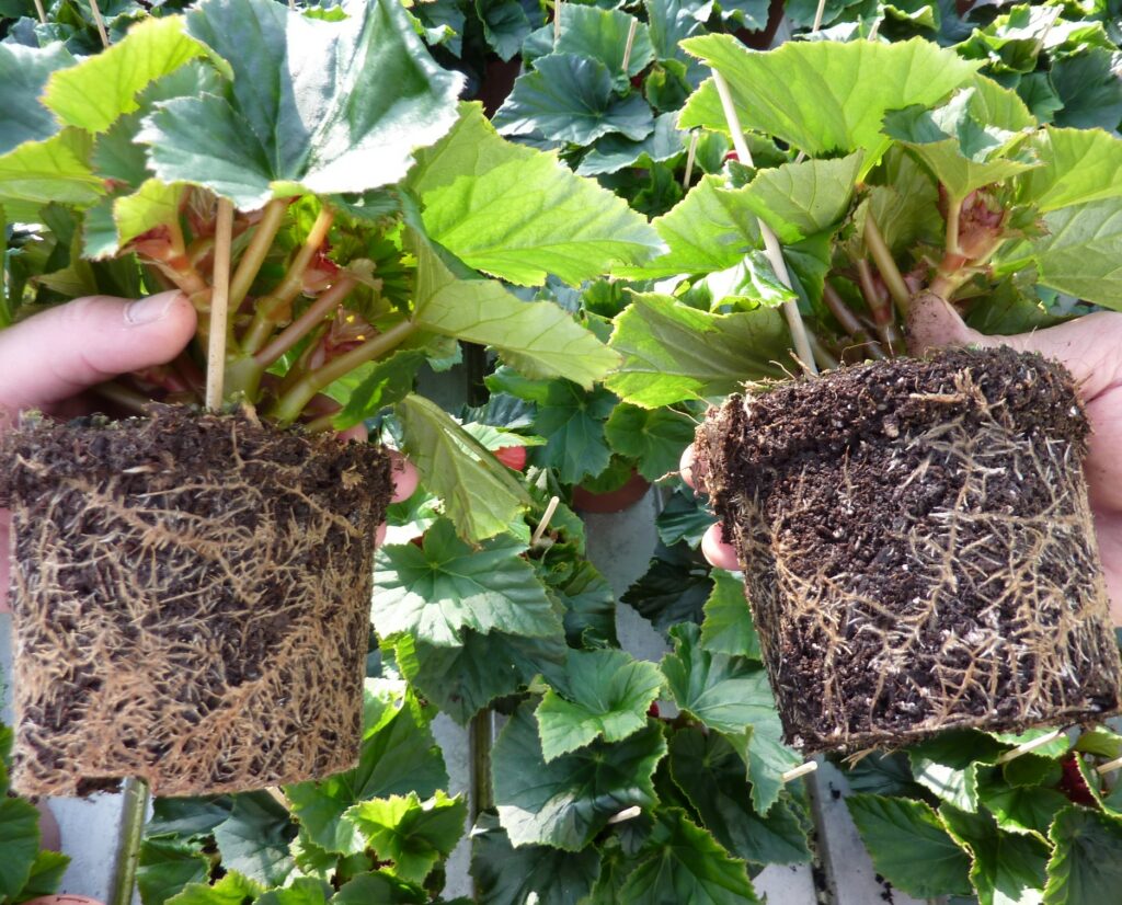 Bedding substrates - Klasmann-Deilmann