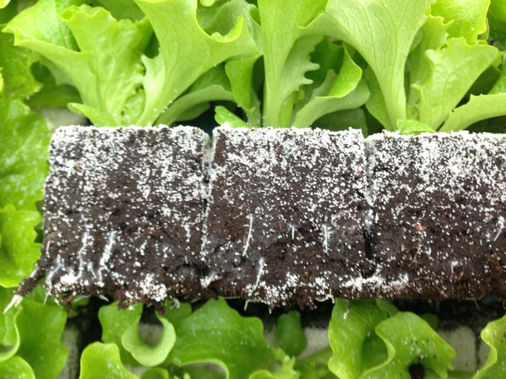 The blocking substrate of the future - Klasmann-Deilmann