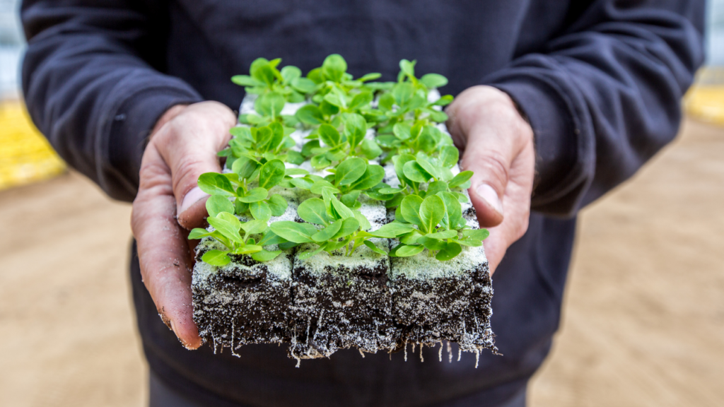 Peat-reduced substrate solutions for tomorrow's horticulture - Klasmann ...