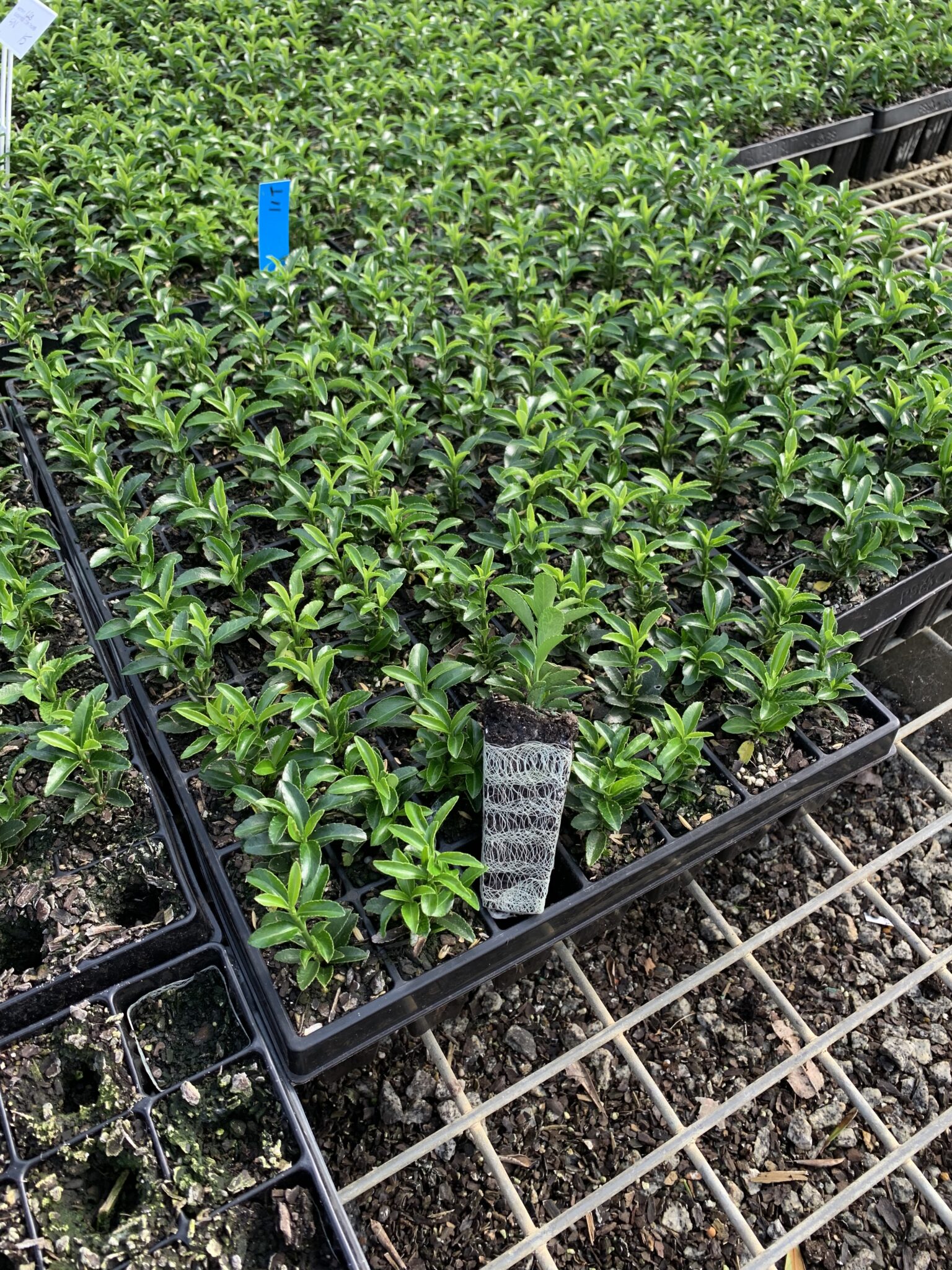 Double performance thanks to the Growcoon - Klasmann-Deilmann