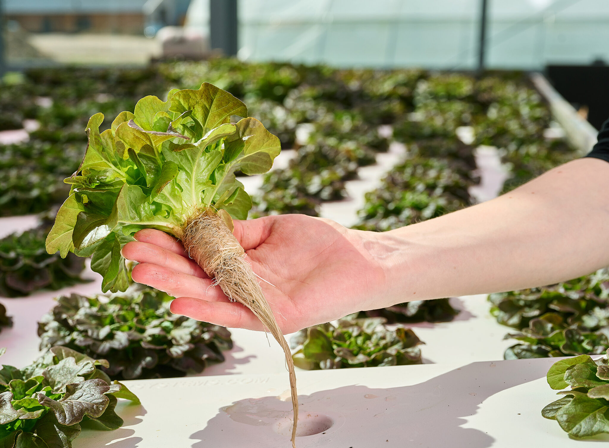 Nygaia obtains OK Compost certificate - Klasmann-Deilmann