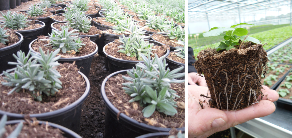Bedding substrates - Klasmann-Deilmann