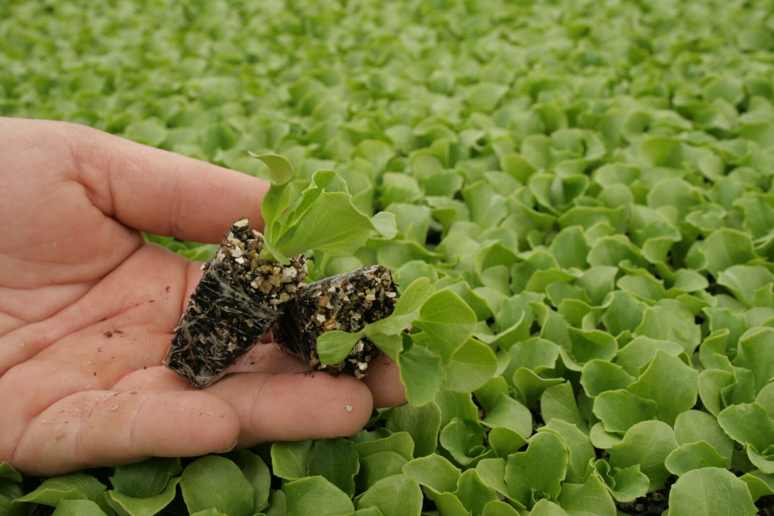 Perlite - Klasmann-Deilmann