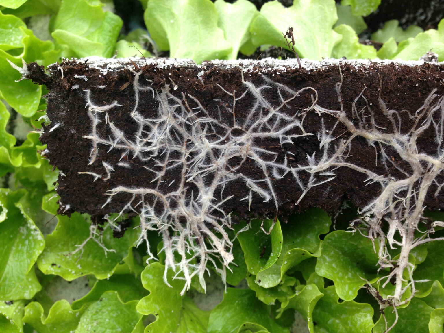 Blocking Substrates - Klasmann-Deilmann