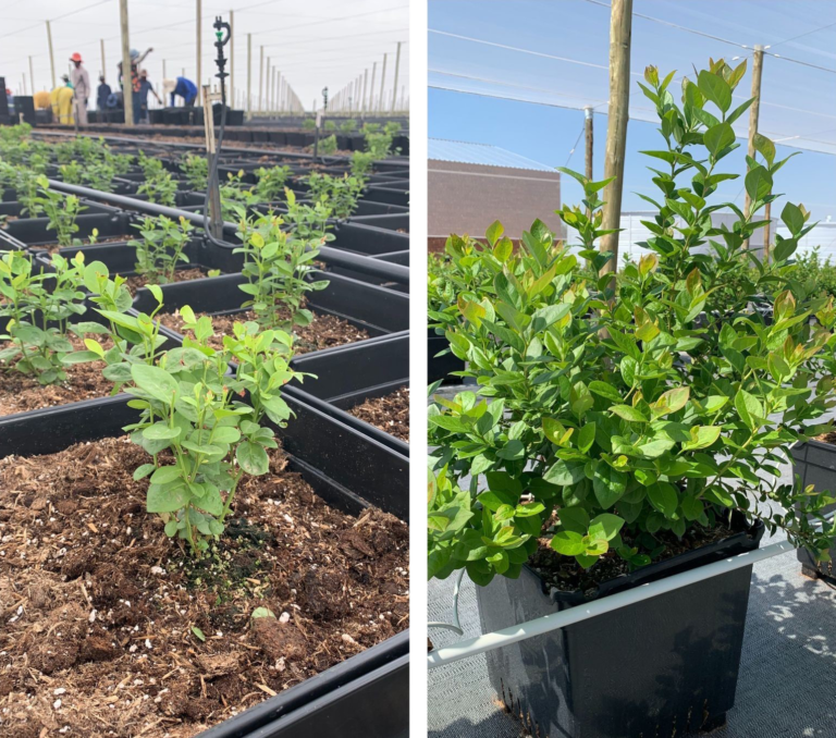 Blueberry substrates - Klasmann-Deilmann