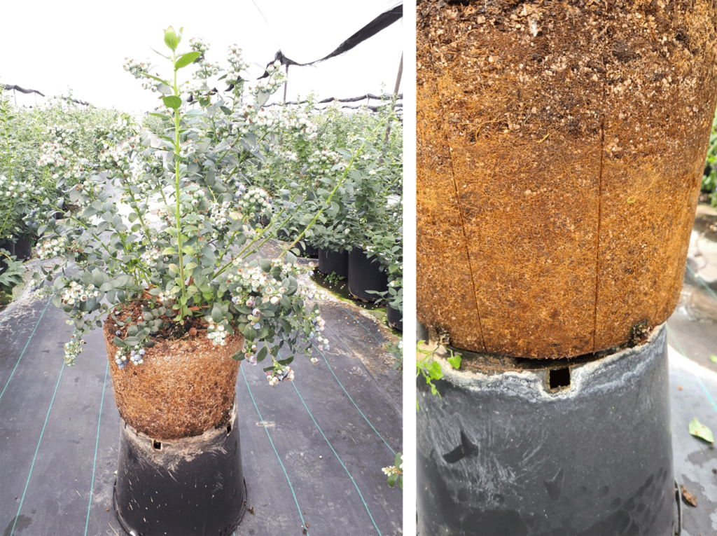 Blueberry substrates - Klasmann-Deilmann