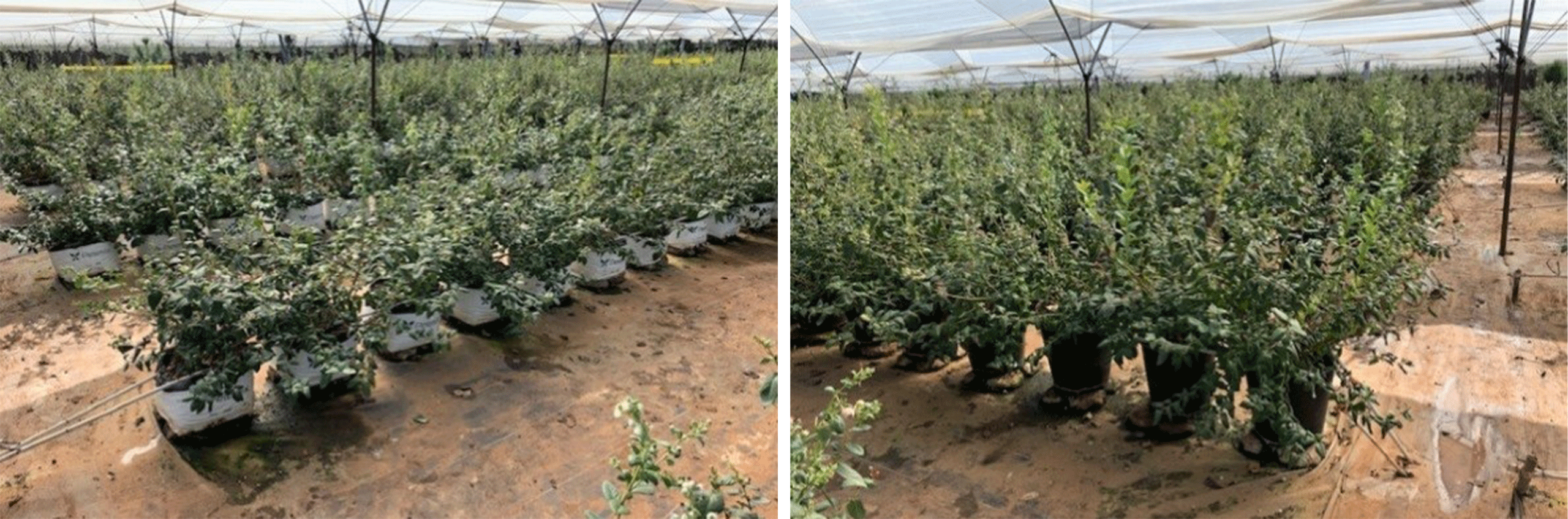 Blueberry substrates - Klasmann-Deilmann