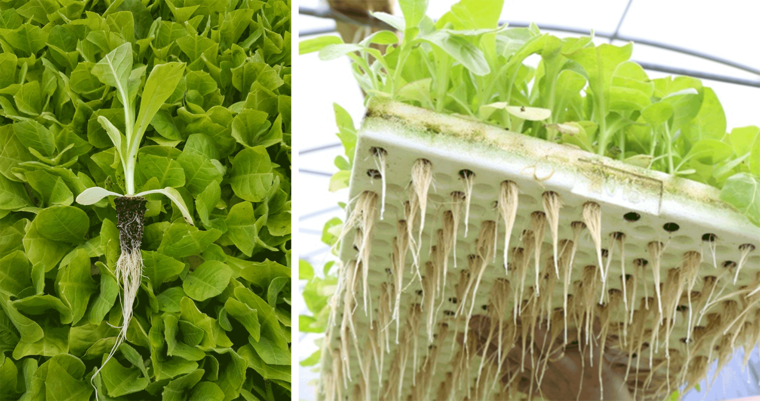 Propagation substrates - Klasmann-Deilmann