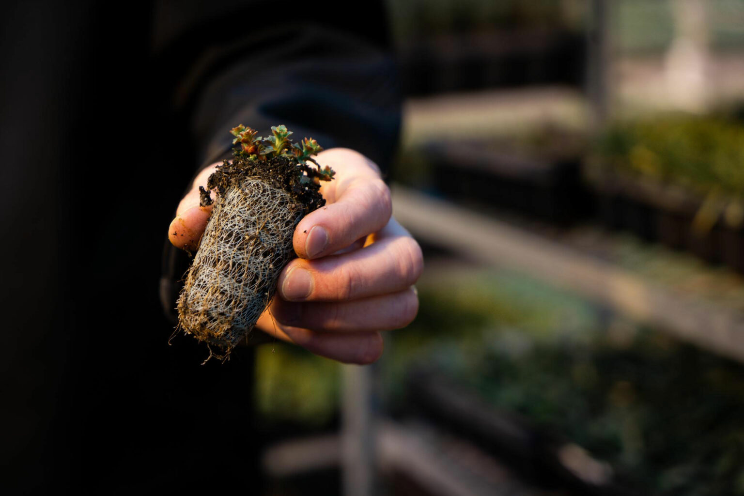 Portfolio - Klasmann-Deilmann