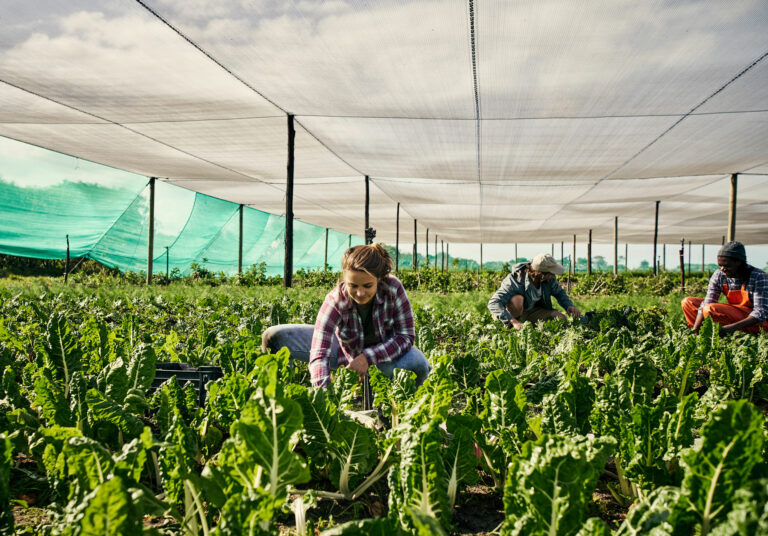 Growcoon substrates - Klasmann-Deilmann