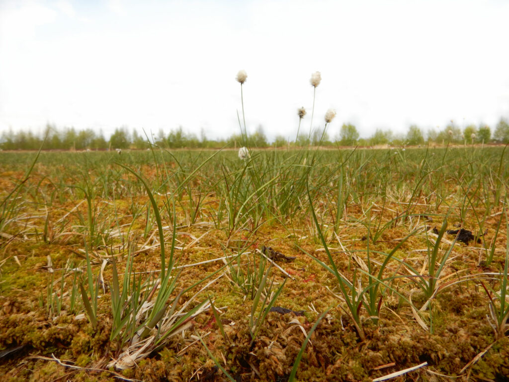 Sustainability - Klasmann-Deilmann