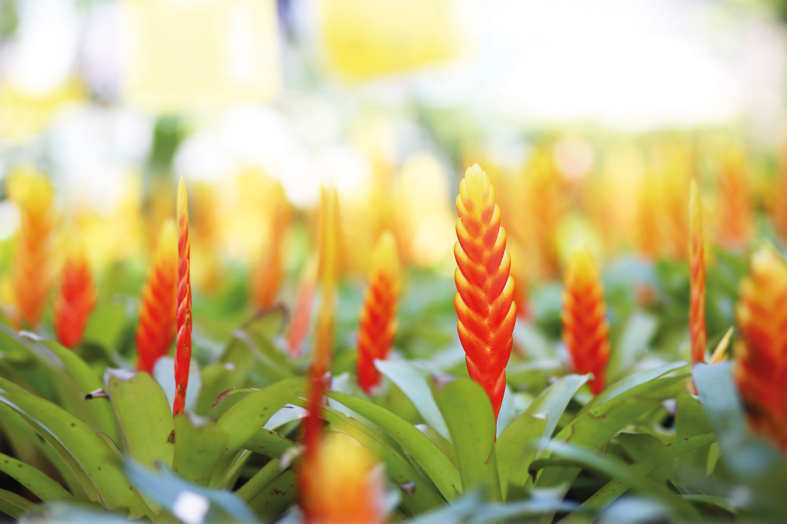 ADVANCED Substrates - Klasmann-Deilmann