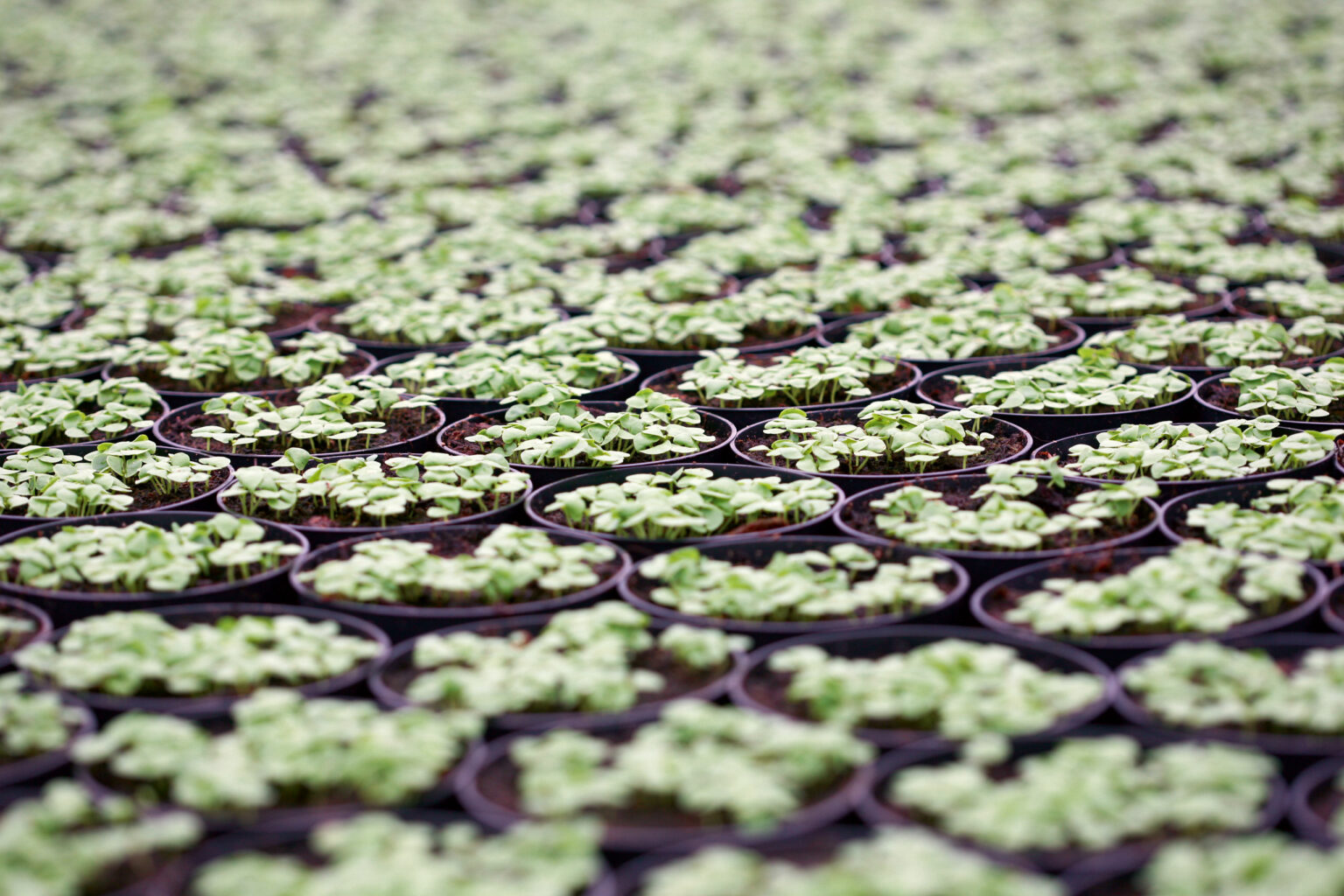 ProLine Substrates - Klasmann-Deilmann